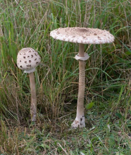 Skėtinė žvynabudė – Parasol Mushroom (Macrolepiota procera) - Grybų ...