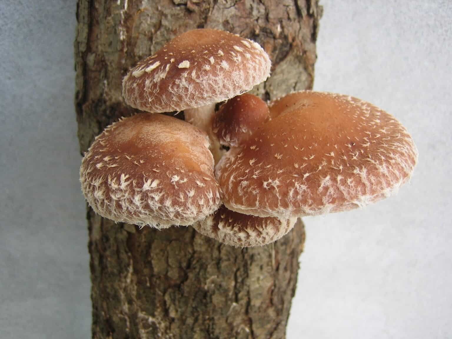 Shiitake grybų auginimas ant rąstų - Grybų auginimas