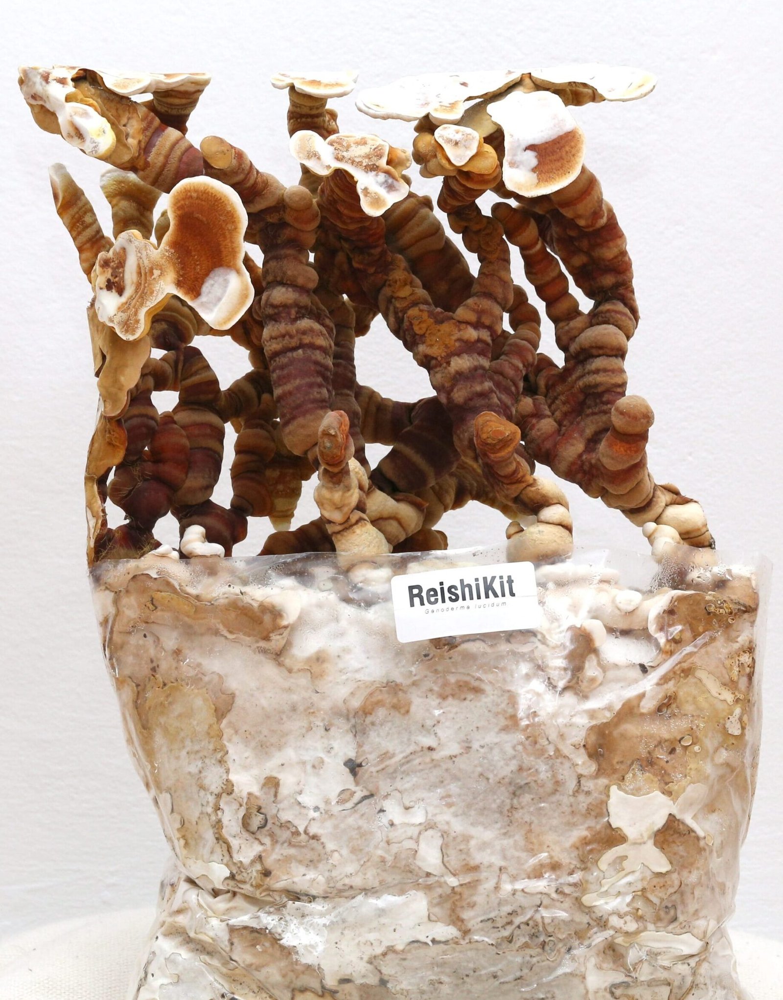 Tikrinis blizgutis geltonasis – Yellow Reishi – Paruošta pakuotė ...