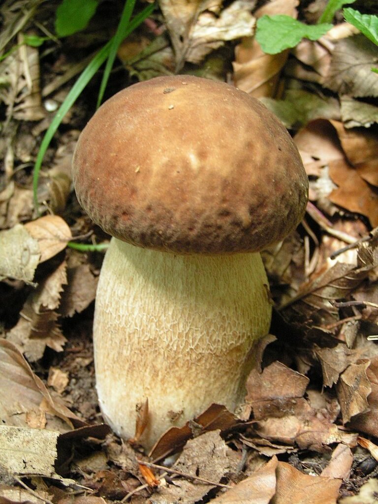 Vasarinis baravykas – Summer Cep (Boletus reticulatus) Grybiena - Grybų ...