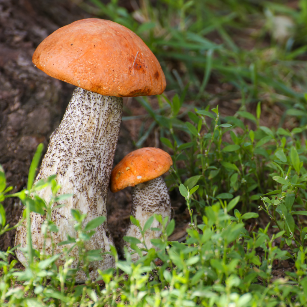 Raudonikis grybiena – Red Bucket (Leccinum aurantiacum) grybiena ...